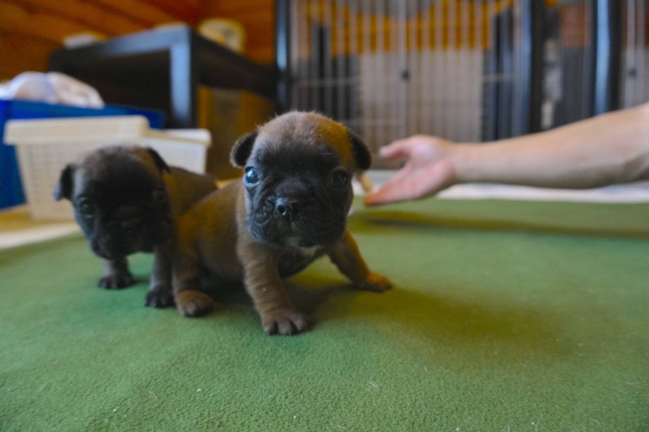 当店の特徴 | フレンチブルドックのブリーダーならANGEL TAIL